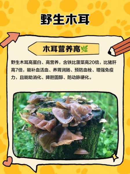 野生木耳怎么处理才能吃_野生木耳去毒方法-第3张图片-山城妙识 野生木耳怎么处理才能吃_野生木耳去毒方法-第3张图片-山城妙识