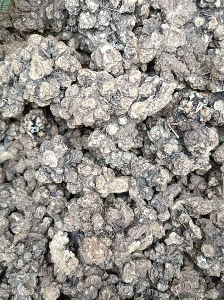 苍术药材图片长什么样_如何辨别真假苍术-第2张图片-山城妙识 苍术药材图片长什么样_如何辨别真假苍术-第2张图片-山城妙识