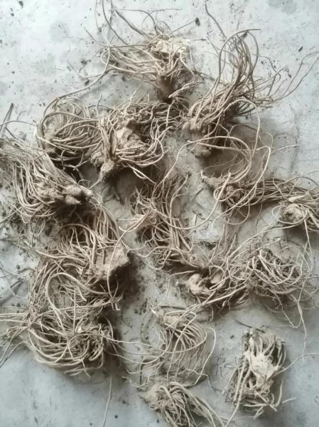 苍术药材图片长什么样_如何辨别真假苍术-第3张图片-山城妙识 苍术药材图片长什么样_如何辨别真假苍术-第3张图片-山城妙识