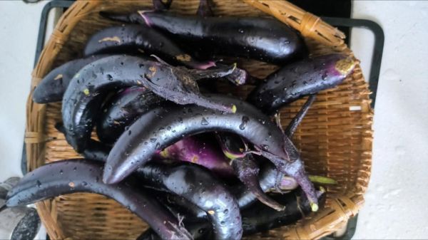 茄子怎么晒干不发黑_茄子晒干不变黑的方法-第2张图片-山城妙识 茄子怎么晒干不发黑_茄子晒干不变黑的方法-第2张图片-山城妙识