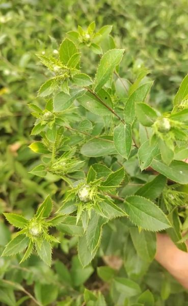 苍术药材图片长什么样_如何辨别真假苍术-第1张图片-山城妙识 苍术药材图片长什么样_如何辨别真假苍术-第1张图片-山城妙识