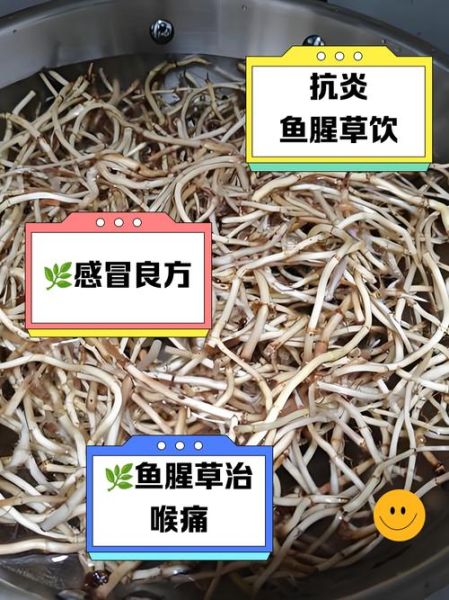 鱼腥草煮水要煮多久_鱼腥草煮水正确做法-第2张图片-山城妙识 鱼腥草煮水要煮多久_鱼腥草煮水正确做法-第2张图片-山城妙识
