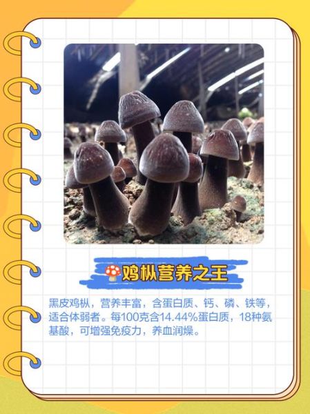 黑皮鸡枞菌多少钱一斤_黑皮鸡枞菌价格行情-第3张图片-山城妙识