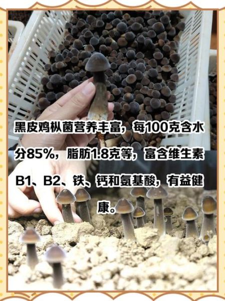 黑皮鸡枞菌多少钱一斤_黑皮鸡枞菌价格行情-第2张图片-山城妙识