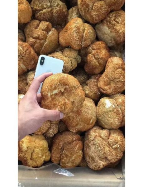 野生猴头菇怎么处理_新鲜猴头菇怎么清洗-第1张图片-山城妙识