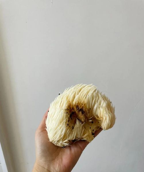 野生猴头菇怎么处理_新鲜猴头菇怎么清洗-第3张图片-山城妙识