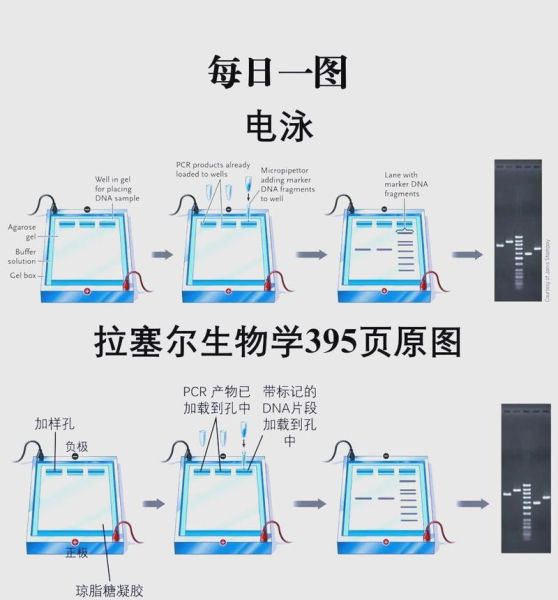 琼脂糖凝胶电泳步骤_琼脂糖凝胶电泳常见问题-第3张图片-山城妙识 琼脂糖凝胶电泳步骤_琼脂糖凝胶电泳常见问题-第3张图片-山城妙识