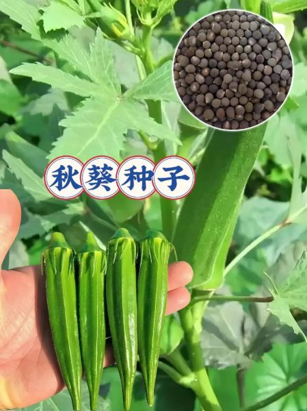 秋葵种子能吃吗_秋葵种子怎么吃-第2张图片-山城妙识 秋葵种子能吃吗_秋葵种子怎么吃-第2张图片-山城妙识