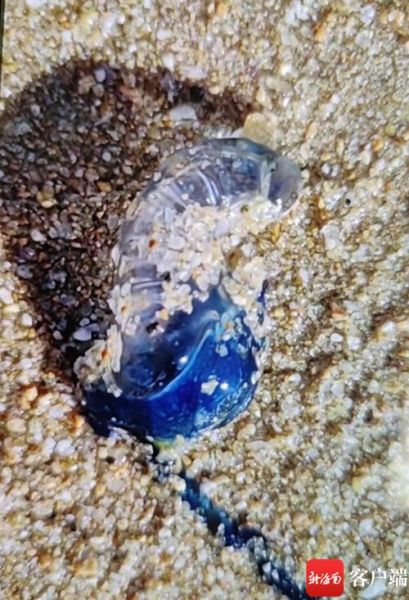 僧帽水母有毒吗_被蜇了怎么办-第2张图片-山城妙识