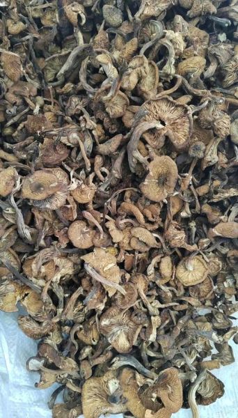 榛菇图片价格_榛菇多少钱一斤-第2张图片-山城妙识 榛菇图片价格_榛菇多少钱一斤-第2张图片-山城妙识