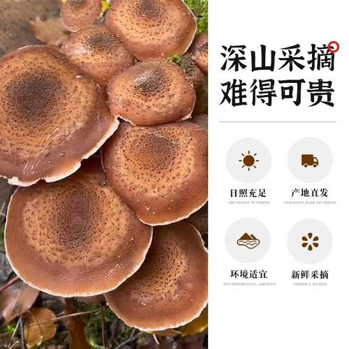 榛菇图片价格_榛菇多少钱一斤-第3张图片-山城妙识 榛菇图片价格_榛菇多少钱一斤-第3张图片-山城妙识