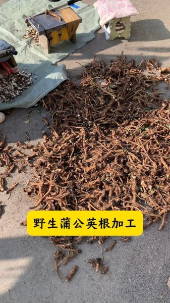 蒲公英根图片_蒲公英根长什么样-第2张图片-山城妙识