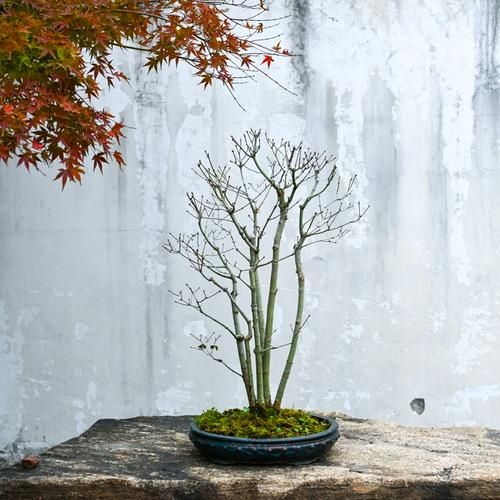 鸡爪槭价格一览_鸡爪槭多少钱一棵-第2张图片-山城妙识