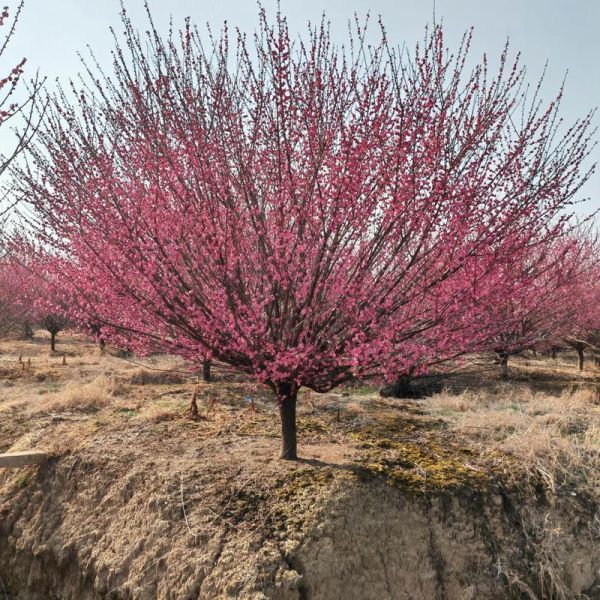 鸡爪槭价格一览_鸡爪槭多少钱一棵-第3张图片-山城妙识