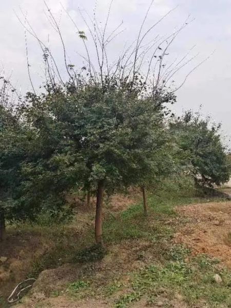 鸡爪槭价格一览_鸡爪槭多少钱一棵-第1张图片-山城妙识