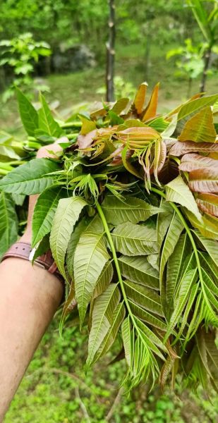 香椿苗多少钱一斤_2024最新价格行情-第1张图片-山城妙识