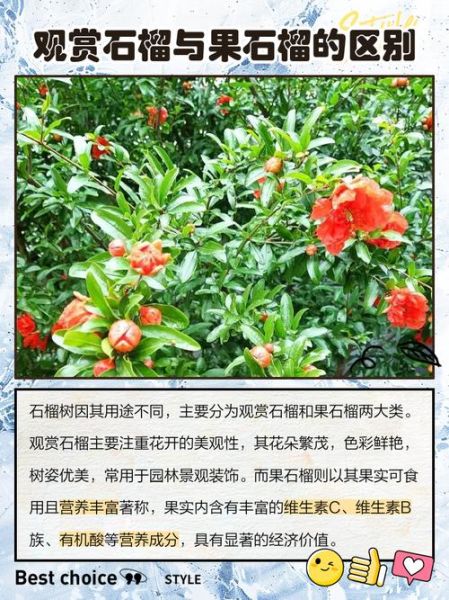 石榴树图片大全大图_如何识别不同品种-第3张图片-山城妙识