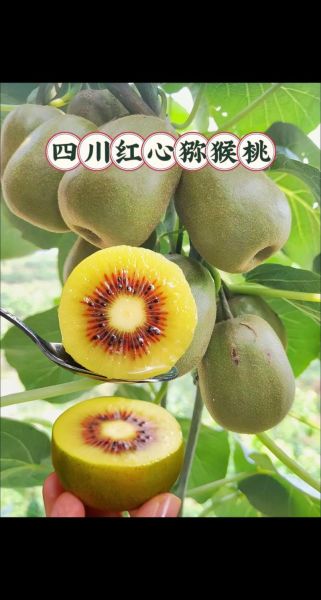 红心猕猴桃图片大全_红心猕猴桃怎么挑选-第2张图片-山城妙识
