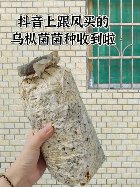 黄丝菌种植技术_黄丝菌怎么种-第1张图片-山城妙识
