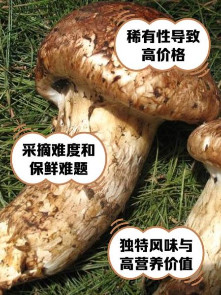 野生松茸多少钱一斤_为什么价格差距大-第1张图片-山城妙识