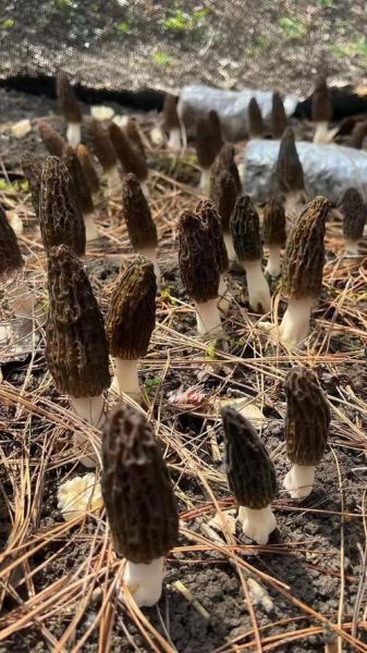 野生松茸多少钱一斤_为什么价格差距大-第2张图片-山城妙识