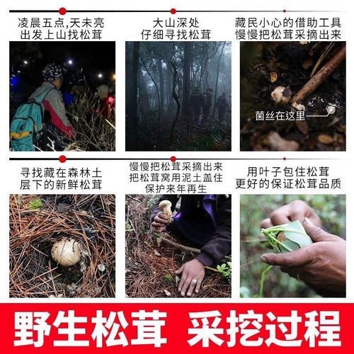 野生松茸多少钱一斤_为什么价格差距大-第3张图片-山城妙识