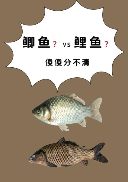 鲫鱼和鲤鱼的区别图片_如何一眼分辨-第1张图片-山城妙识 鲫鱼和鲤鱼的区别图片_如何一眼分辨-第1张图片-山城妙识