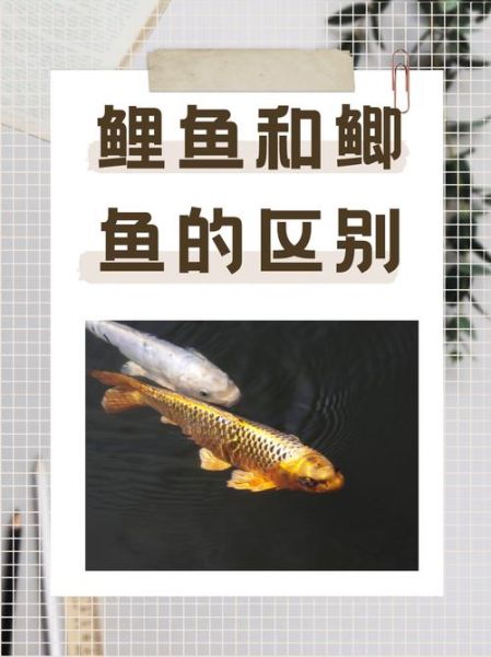 鲫鱼和鲤鱼的区别图片_如何一眼分辨-第3张图片-山城妙识 鲫鱼和鲤鱼的区别图片_如何一眼分辨-第3张图片-山城妙识