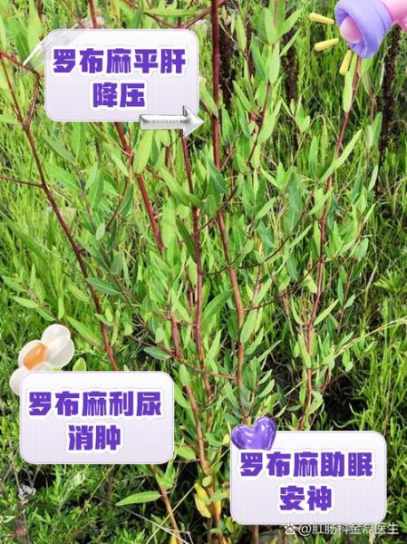 罗布麻的副作用与禁忌_哪些人不能吃罗布麻-第1张图片-山城妙识