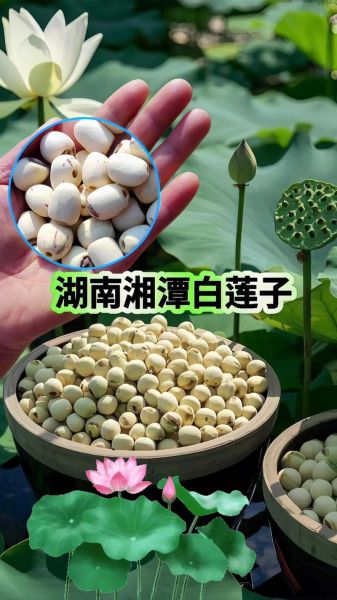 白莲子图片_白莲子真假怎么辨别-第3张图片-山城妙识 白莲子图片_白莲子真假怎么辨别-第3张图片-山城妙识
