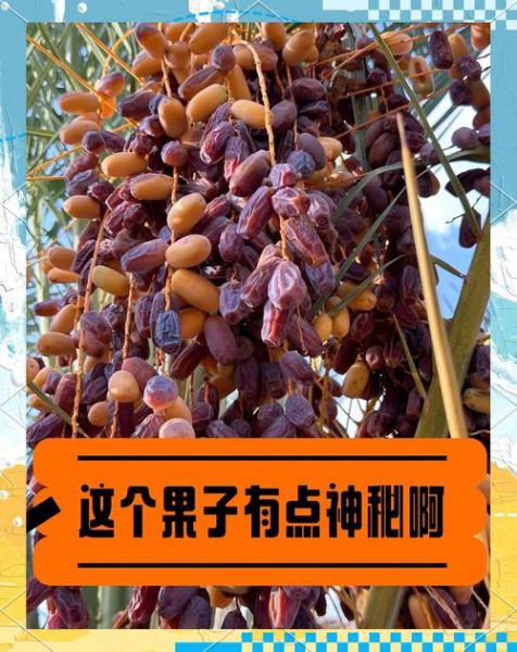椰枣产地哪里_椰枣哪个国家最好-第1张图片-山城妙识