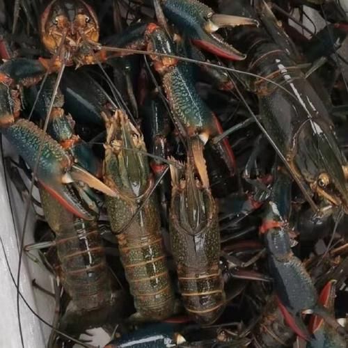 澳洲淡水龙虾多少钱一斤_澳洲淡水龙虾价格走势-第3张图片-山城妙识