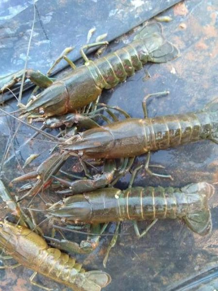 澳洲淡水龙虾多少钱一斤_澳洲淡水龙虾价格走势-第2张图片-山城妙识