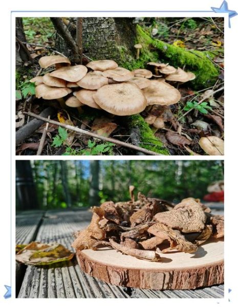 野生榛蘑怎么做好吃_野生榛蘑的做法大全-第1张图片-山城妙识 野生榛蘑怎么做好吃_野生榛蘑的做法大全-第1张图片-山城妙识