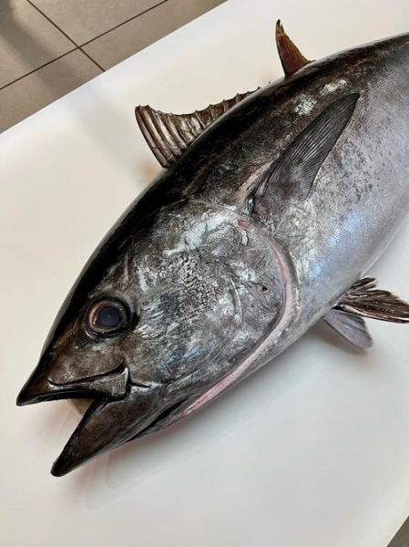 哪种金枪鱼最名贵_蓝鳍金枪鱼为什么贵-第1张图片-山城妙识