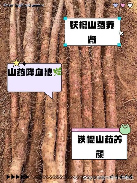 铁棍山药的功效与禁忌_什么人不能吃-第1张图片-山城妙识