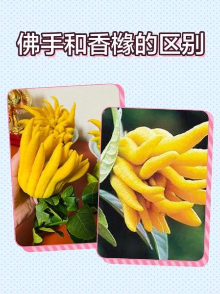 香橼图片怎么区分真假_香橼和柠檬的区别-第3张图片-山城妙识