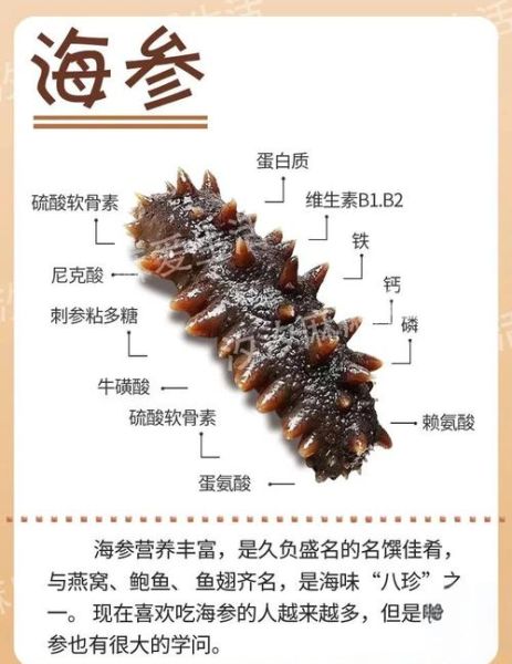 海参的营养价值有哪些_海参的功效与作用-第3张图片-山城妙识 海参的营养价值有哪些_海参的功效与作用-第3张图片-山城妙识