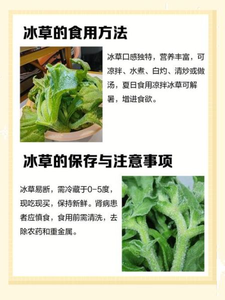 冰草的功效与作用_冰草的禁忌人群有哪些-第3张图片-山城妙识