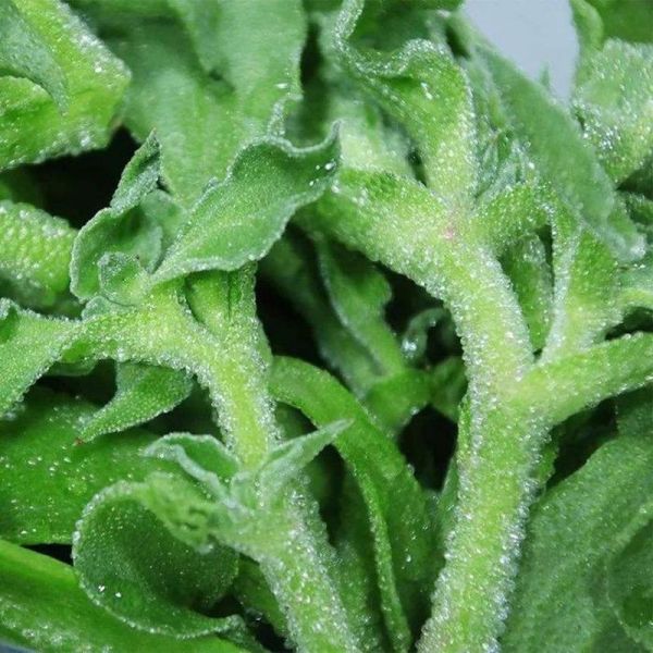 冰草的功效与作用_冰草的禁忌人群有哪些-第2张图片-山城妙识