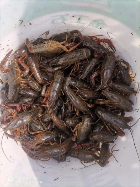 鸡肠子钓鱼能钓什么鱼_鸡肠子适合钓哪些鱼种-第2张图片-山城妙识 鸡肠子钓鱼能钓什么鱼_鸡肠子适合钓哪些鱼种-第2张图片-山城妙识