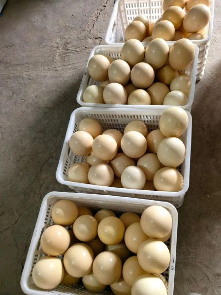 鸵鸟蛋有多大_鸵鸟蛋重量多少斤-第2张图片-山城妙识 鸵鸟蛋有多大_鸵鸟蛋重量多少斤-第2张图片-山城妙识