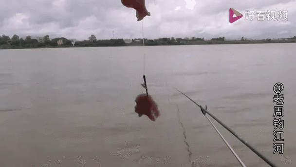 鸡肠子钓鱼能钓什么鱼_鸡肠子适合钓哪些鱼种-第1张图片-山城妙识 鸡肠子钓鱼能钓什么鱼_鸡肠子适合钓哪些鱼种-第1张图片-山城妙识