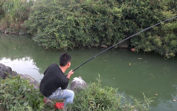 鸡肠子钓鱼能钓什么鱼_鸡肠子适合钓哪些鱼种-第3张图片-山城妙识 鸡肠子钓鱼能钓什么鱼_鸡肠子适合钓哪些鱼种-第3张图片-山城妙识