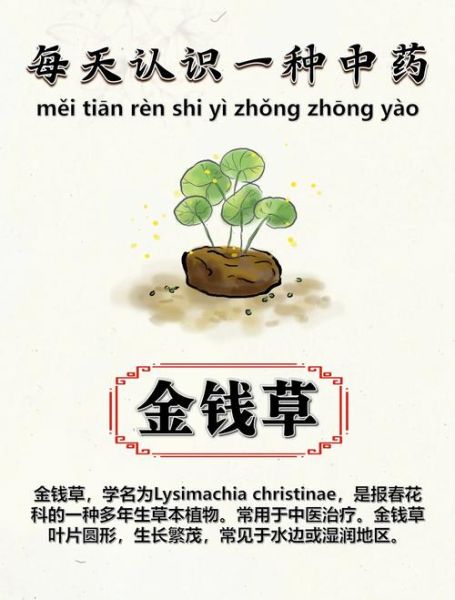 金钱草怎么养得好_金钱草多久浇一次水-第2张图片-山城妙识