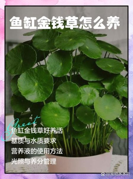 金钱草怎么养得好_金钱草多久浇一次水-第1张图片-山城妙识