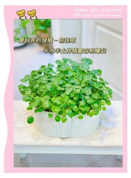 金钱草怎么养得好_金钱草多久浇一次水-第3张图片-山城妙识