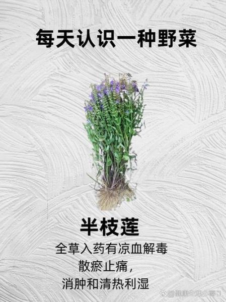 半枝莲能治什么病_半枝莲的副作用有哪些-第1张图片-山城妙识