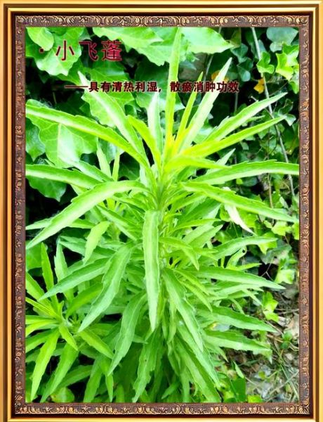 蓬蒿的读音是什么_蓬蒿怎么读拼音-第3张图片-山城妙识 蓬蒿的读音是什么_蓬蒿怎么读拼音-第3张图片-山城妙识