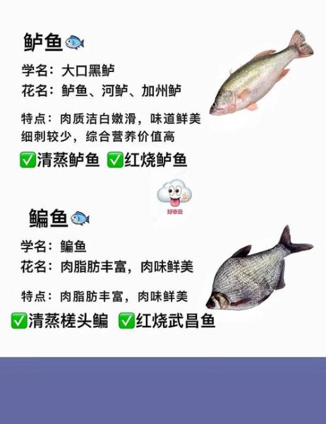 高档好听的鱼菜名有哪些_如何给鱼菜起雅致名字-第1张图片-山城妙识 高档好听的鱼菜名有哪些_如何给鱼菜起雅致名字-第1张图片-山城妙识